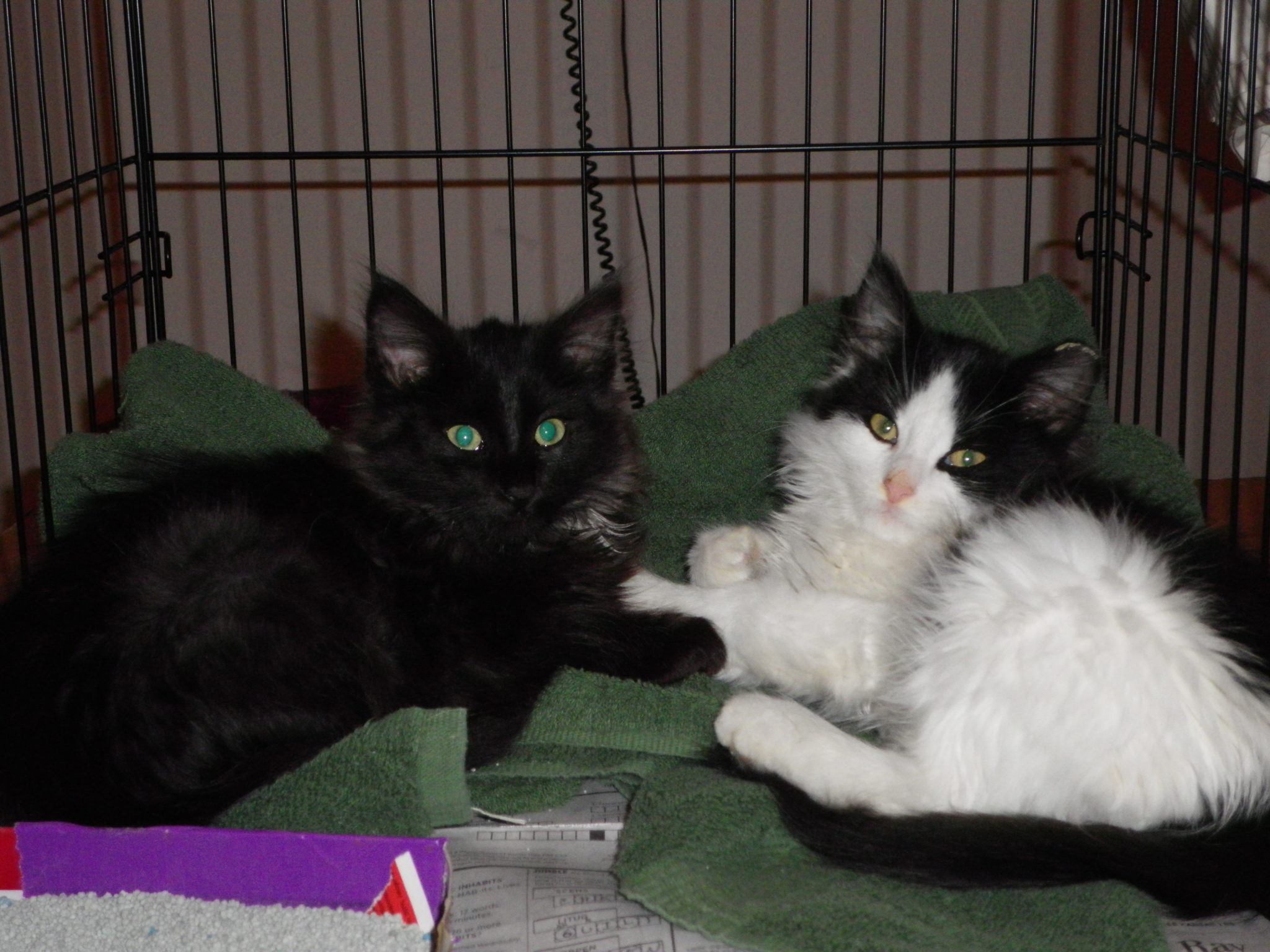 Kansas Woman Shares Passion for Outdoor Cats With Her Community | Alley ...