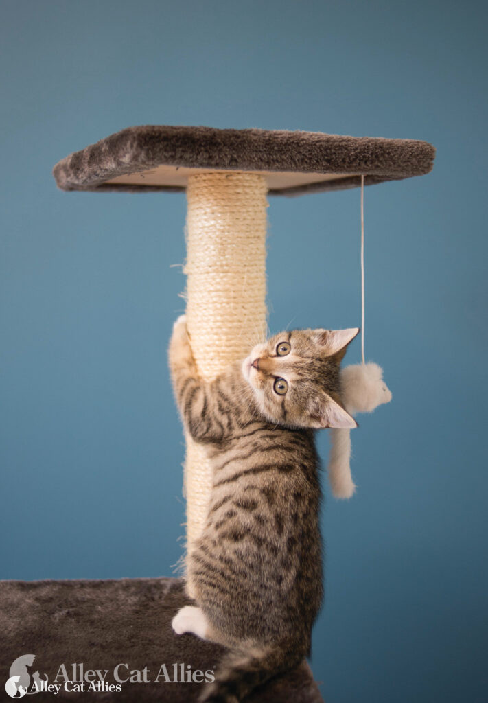 6 Ways to Redirect Your Cat's Scratching Behavior