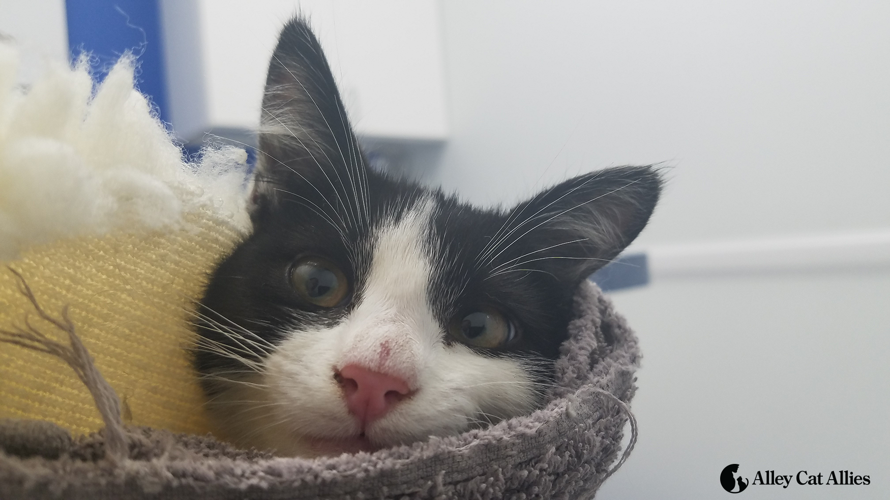 Alley Cat Allies Rescues Kitten Climbing in Cars' Wheel Wells | Alley ...