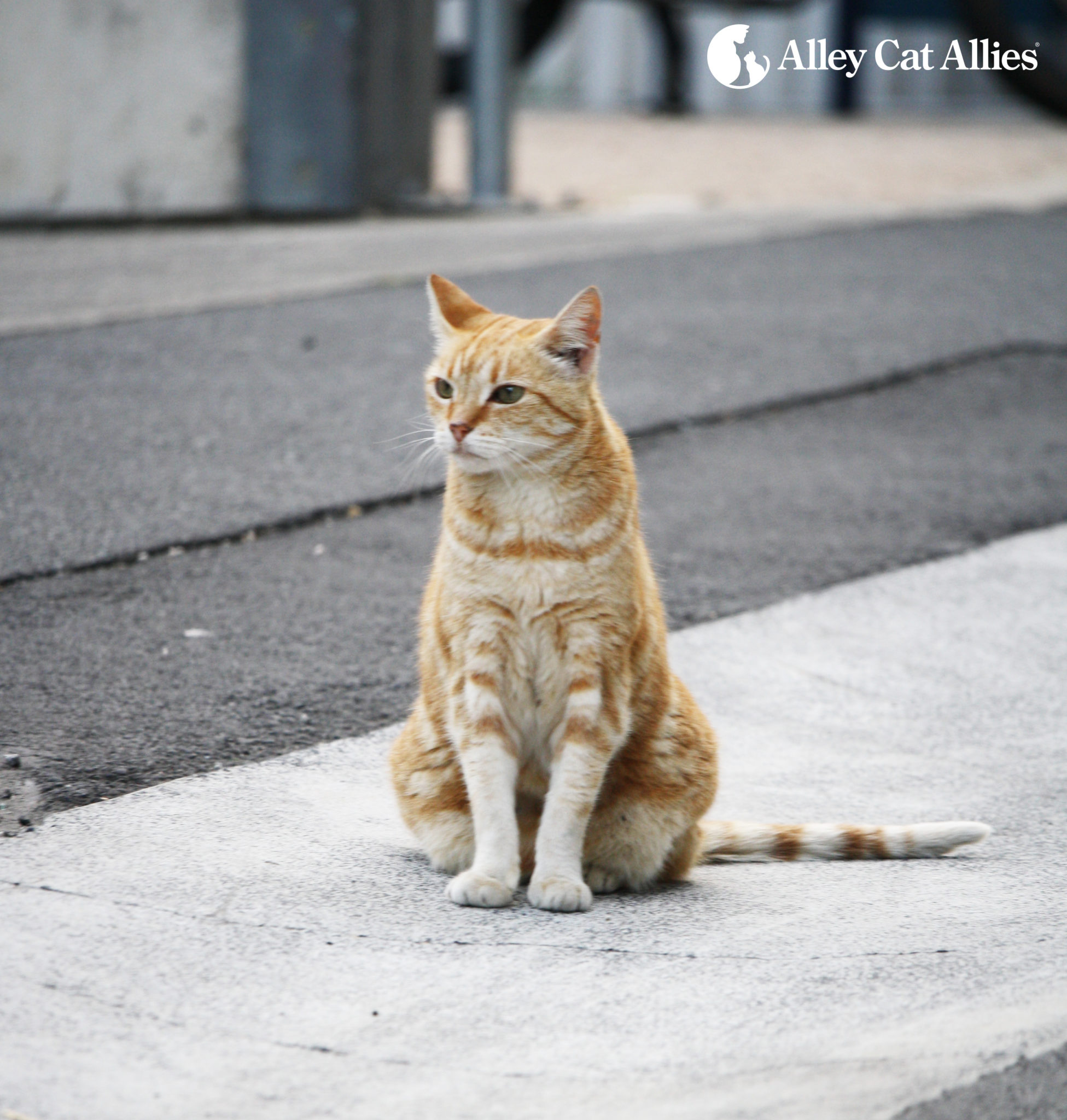 Australia Study Shows Benefits of Trap-Neuter-Return | Alley Cat Allies