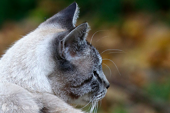 Inner Pinna Cat