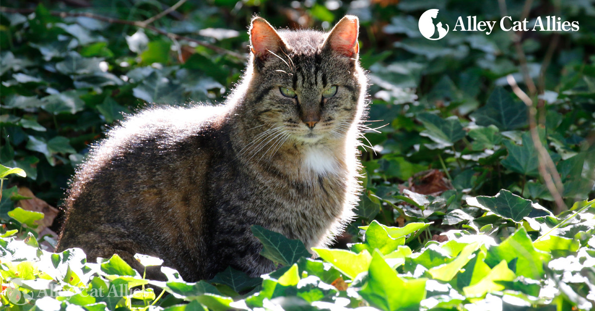 University of Illinois-Springfield Halts Its Campus Trap-Neuter-Return ...