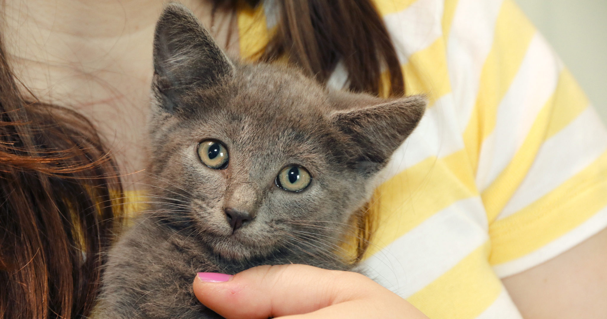 The Growing Acceptance of Cats as Therapy Animals | Alley Cat Allies