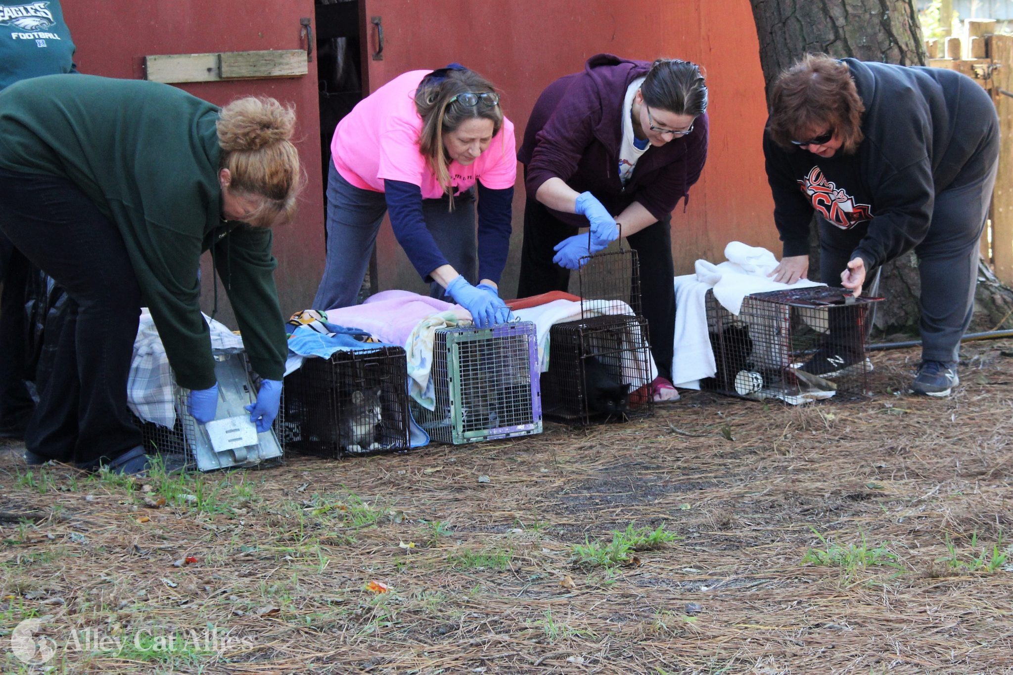 Trap Neuter Return Clinic On Chincoteague Island Virginia Benefits