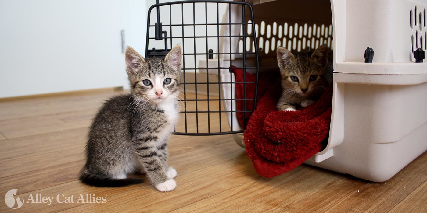 How to Protect Your Family—Including Cats—Ahead of Hurricane Hilary ...