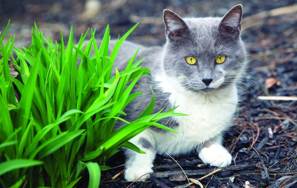 Profile In Generosity: Donald C. Mehrer | Alley Cat Allies