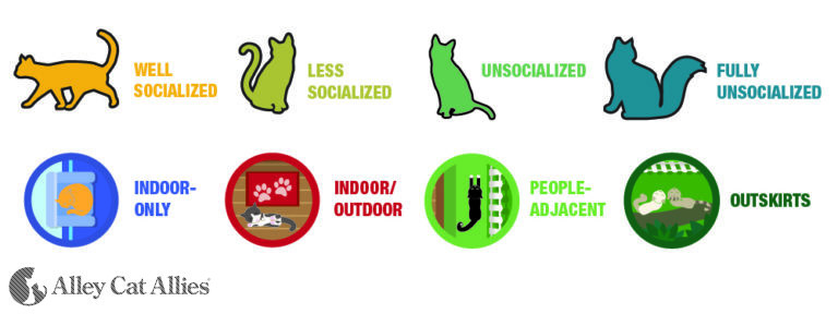 The Cat Socialization Continuum: A Guide to Interactions Between Cats ...