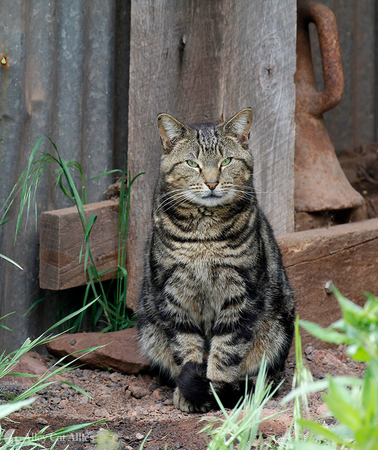 The Cat Socialization Continuum: A Guide to Interactions Between Cats ...