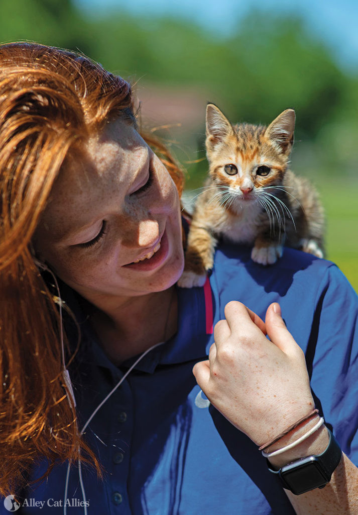 The Cat Socialization Continuum: A Guide to Interactions Between Cats ...