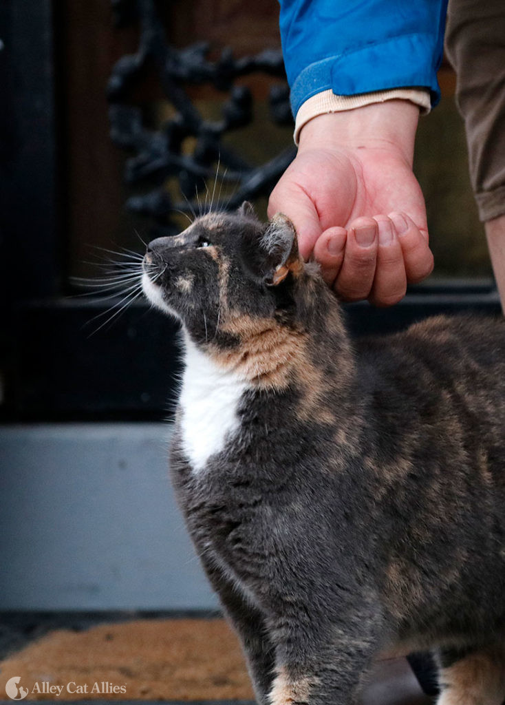 The Cat Socialization Continuum: A Guide to Interactions Between Cats ...