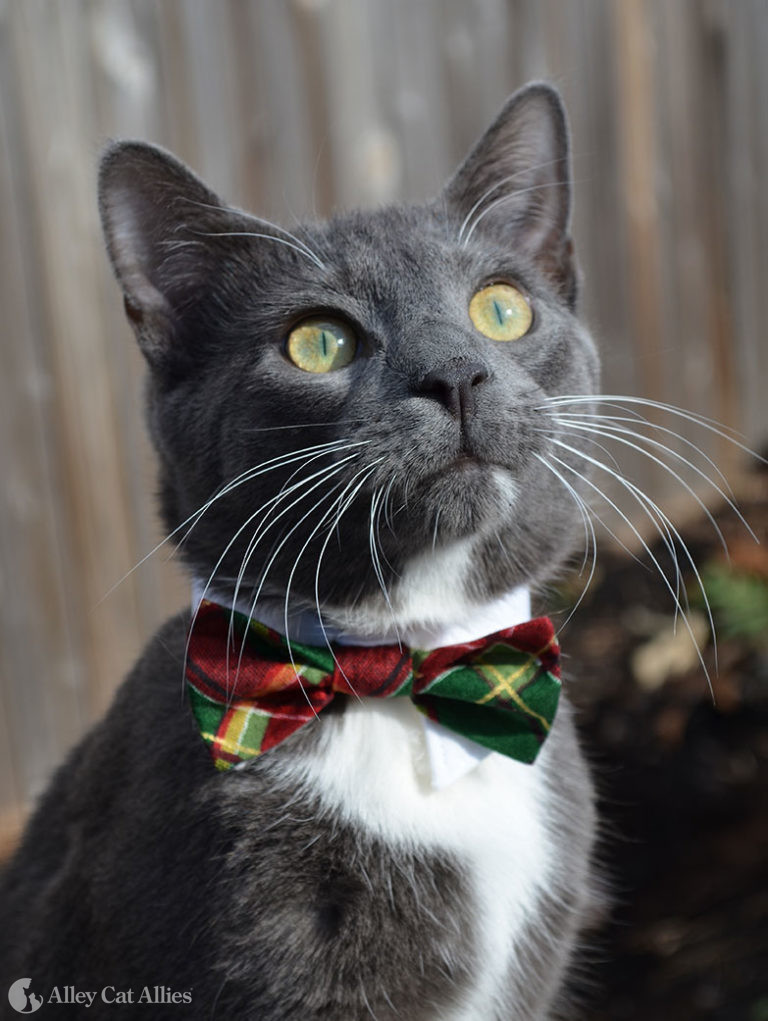 The Cat Socialization Continuum: A Guide to Interactions Between Cats ...