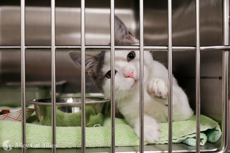 The Cat Socialization Continuum: A Guide to Interactions Between Cats ...