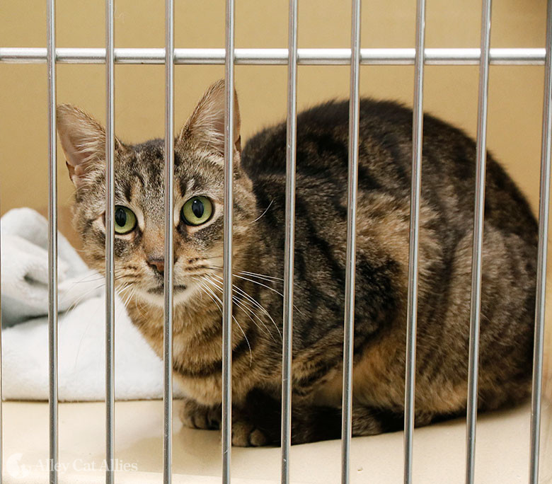 The Cat Socialization Continuum: A Guide to Interactions Between Cats ...