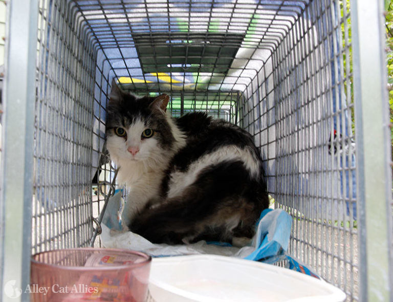 The Cat Socialization Continuum: A Guide to Interactions Between Cats ...