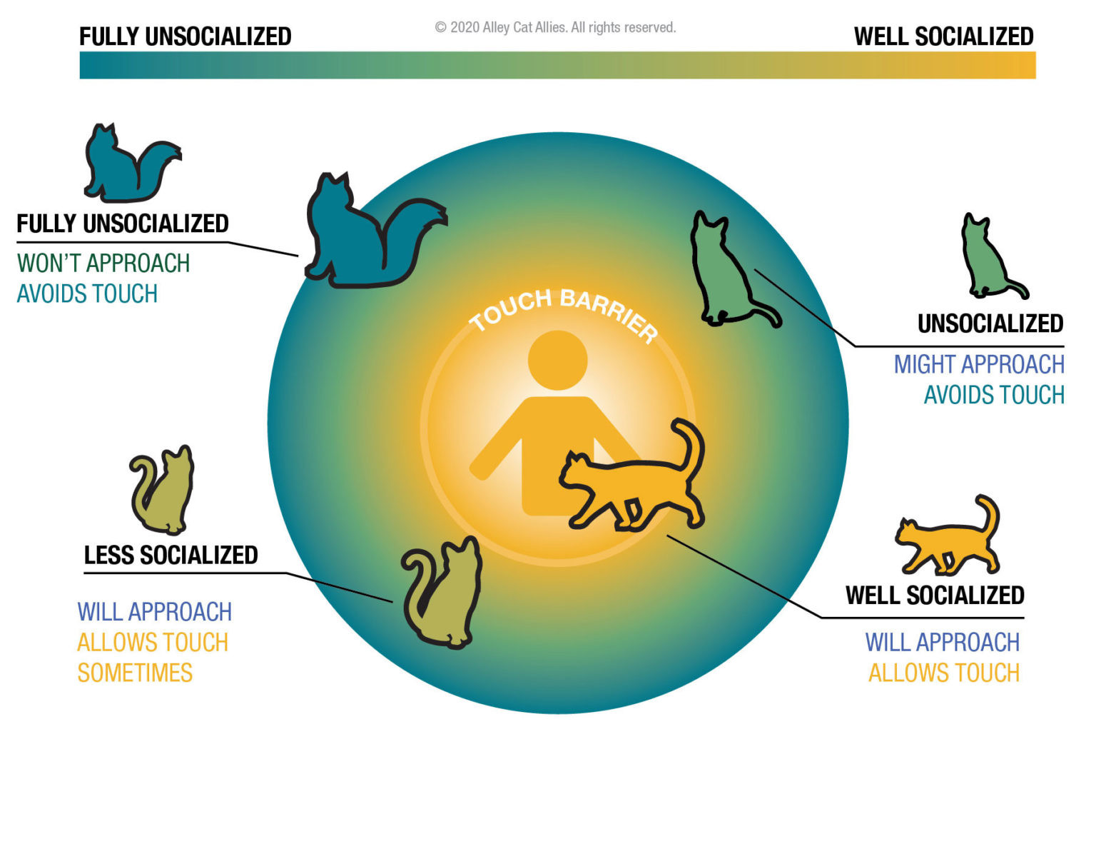 The Cat Socialization Continuum: A Guide to Interactions Between Cats ...