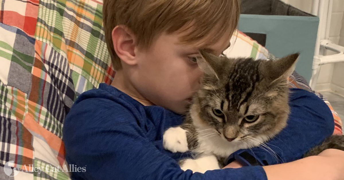 Adoptable Cat Update: Bam Bam Helps His Family Through the COVID-19 ...