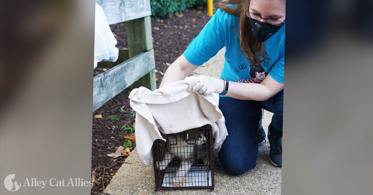 Alley Cat Allies in Action: A Walk-Through of TNR During the COVID-19 ...