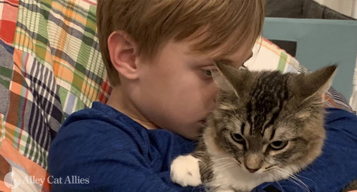Adoptable Cat Update: Bam Bam Helps His Family Through the COVID-19 ...