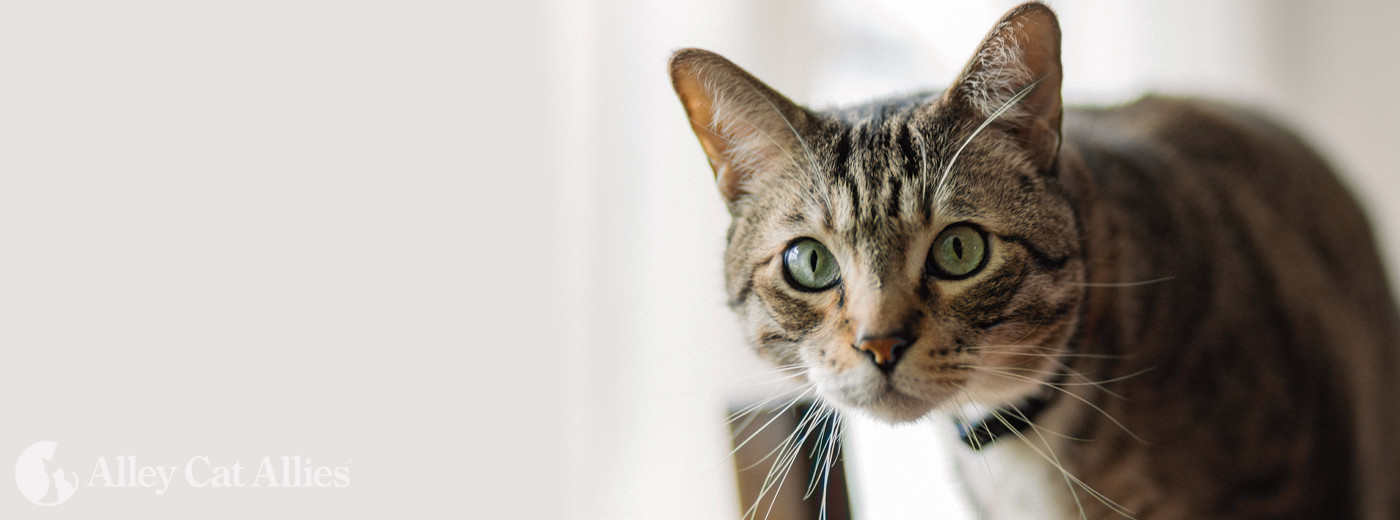 Cat Calendar (2021-20212) | Alley Cat Allies