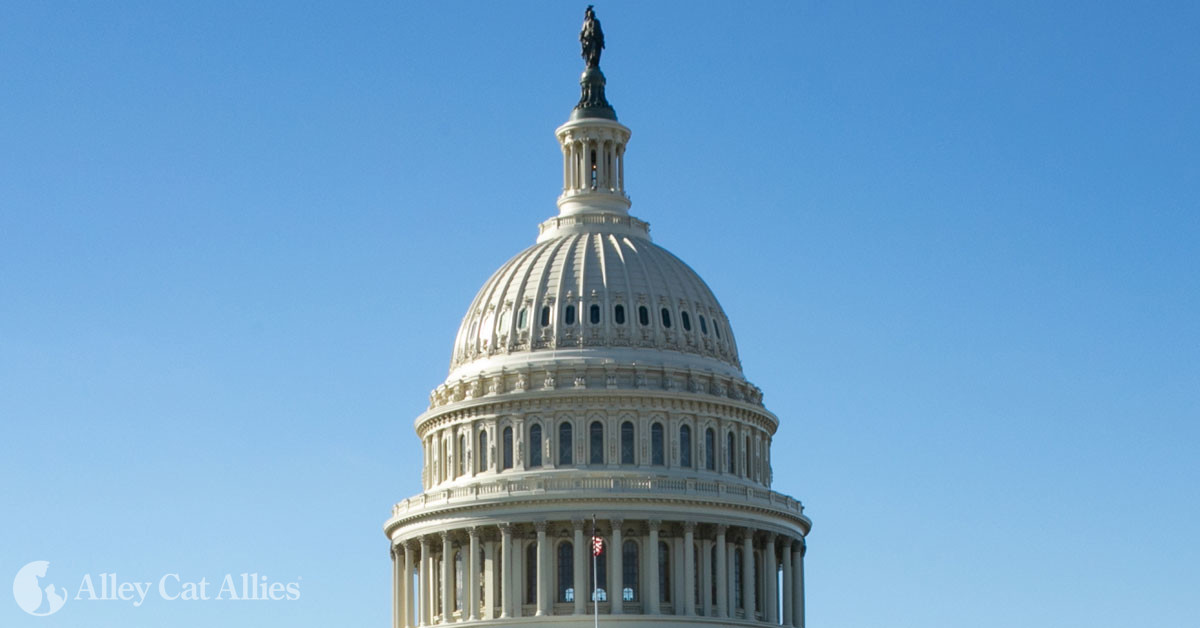 Help Pass a Lifesaving Federal Bill for Big Cats | Alley Cat Allies