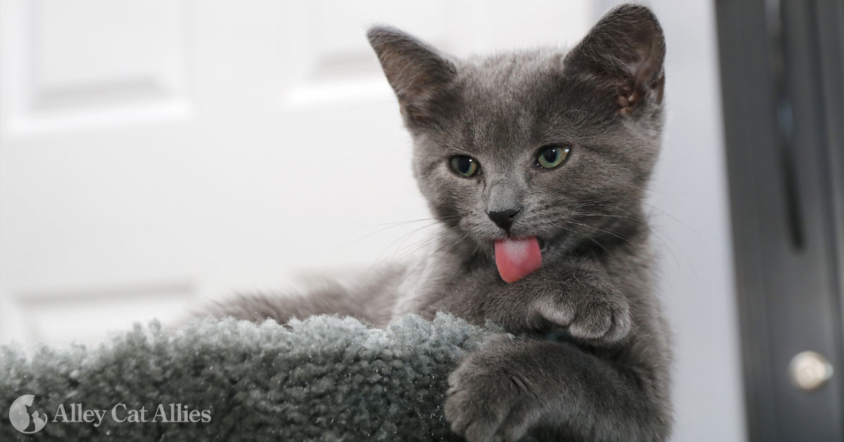 9 Lifesaving Achievements You Made Possible for Cats in 2020 | Alley ...