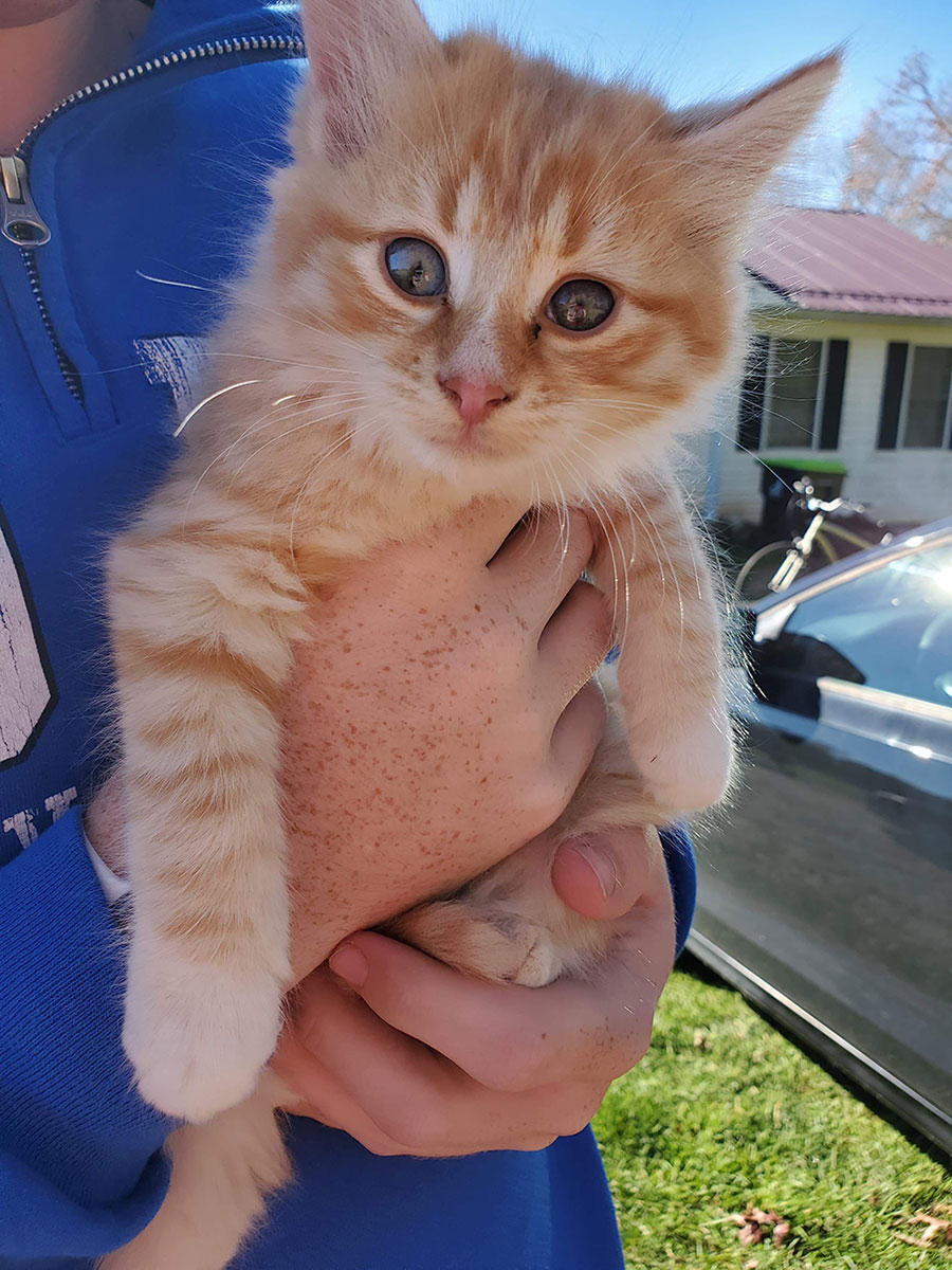 Kicking Off a Lifesaving Initiative for Cats in Rural Virginia | Alley ...