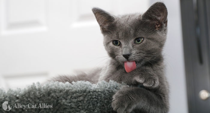 9 Lifesaving Achievements You Made Possible for Cats in 2020 | Alley ...