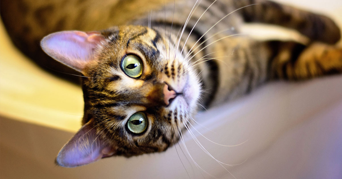 6 Ways to Make A Cat's Life Better This National Cat Health Month ...