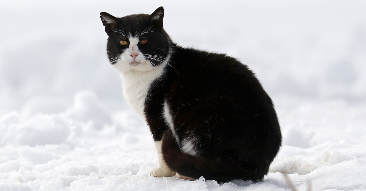 On the Path to Affirm that TNR Is Legal, Bill Passes in Virginia Senate ...