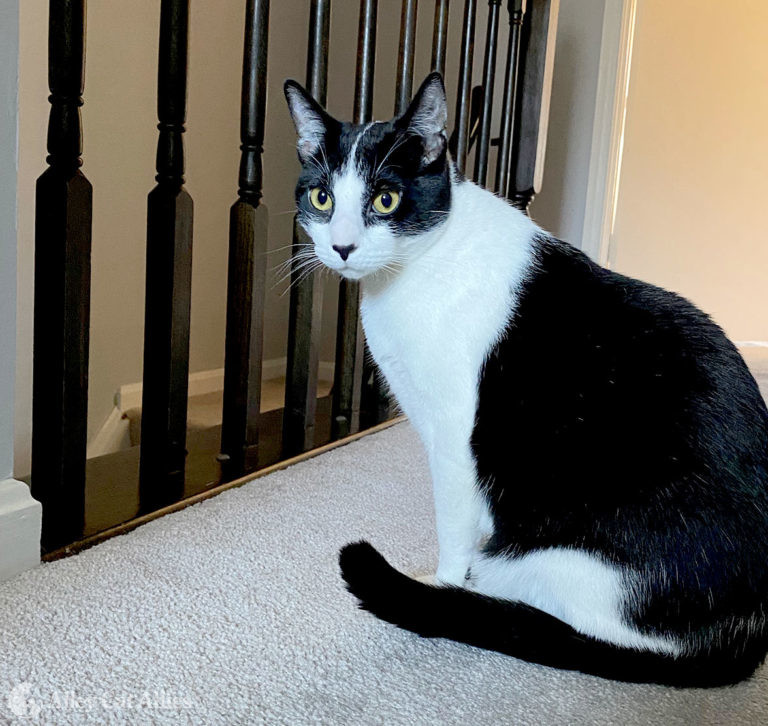 Meet Louie: The Incredible Cat Who Overcame Unimaginable Cruelty ...