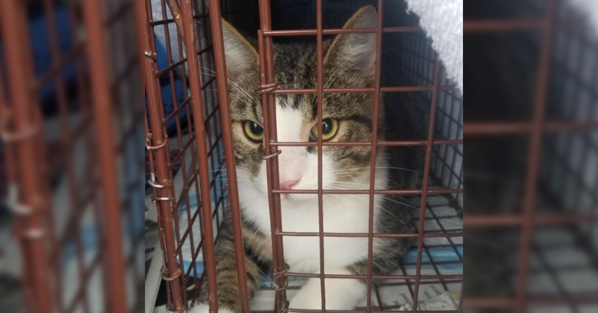 Alley Cat Allies Helps Beat the Heat® with Spay and Neuter in ...