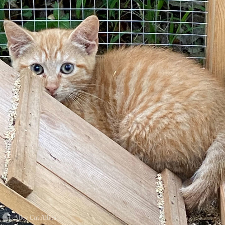 Adopt a Cat. Change a Life. | Alley Cat Allies