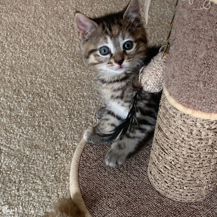 Adopt a Cat. Change a Life. | Alley Cat Allies