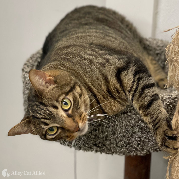Bring These Cats Home for the Holidays! | Alley Cat Allies