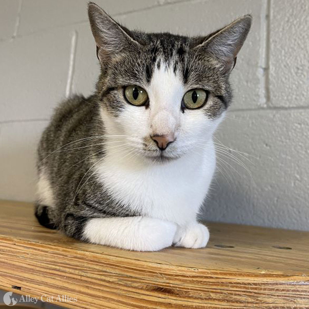 We Saved These Cats (and Dogs!) from an Emergency SituationWill You Be ...