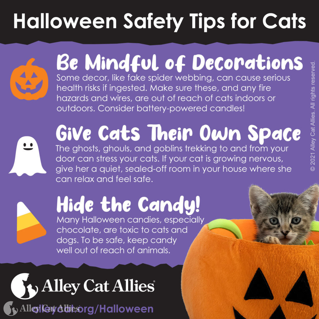 6 Halloween Safety Tips for Cats | Alley Cat Allies