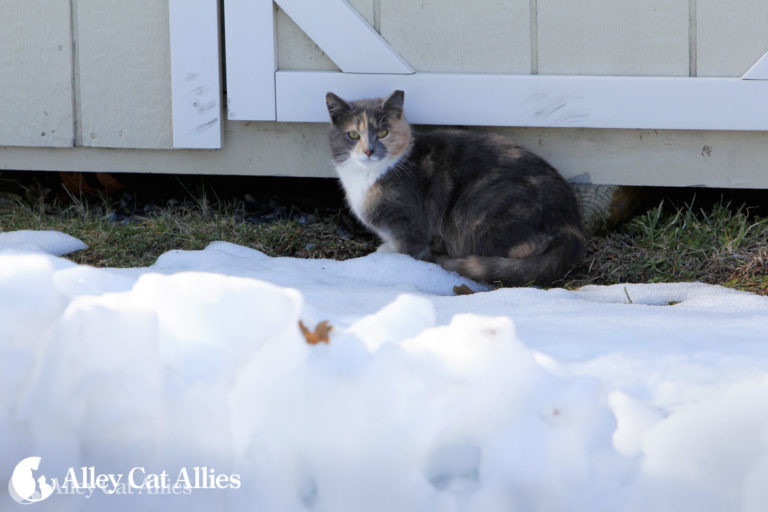 Top 4 Tips to Help Cats Outdoors in Cold Weather | Alley Cat Allies