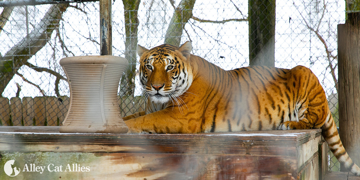 ACT NOW: Help the Big Cat Public Safety Act Pass the Senate | Alley Cat ...