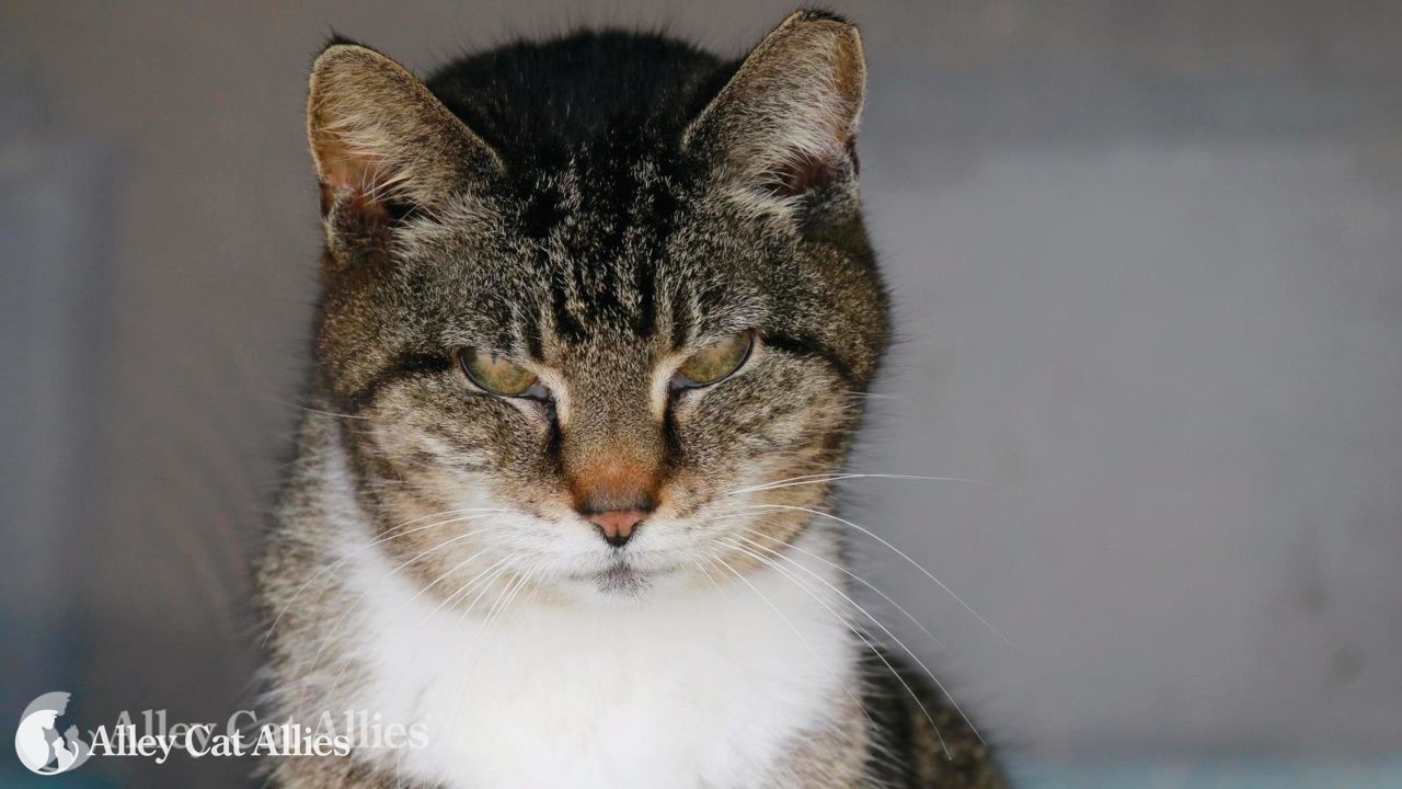 Alley Cat Allies Calls for Maximum Punishment in Sacramento Cruelty ...