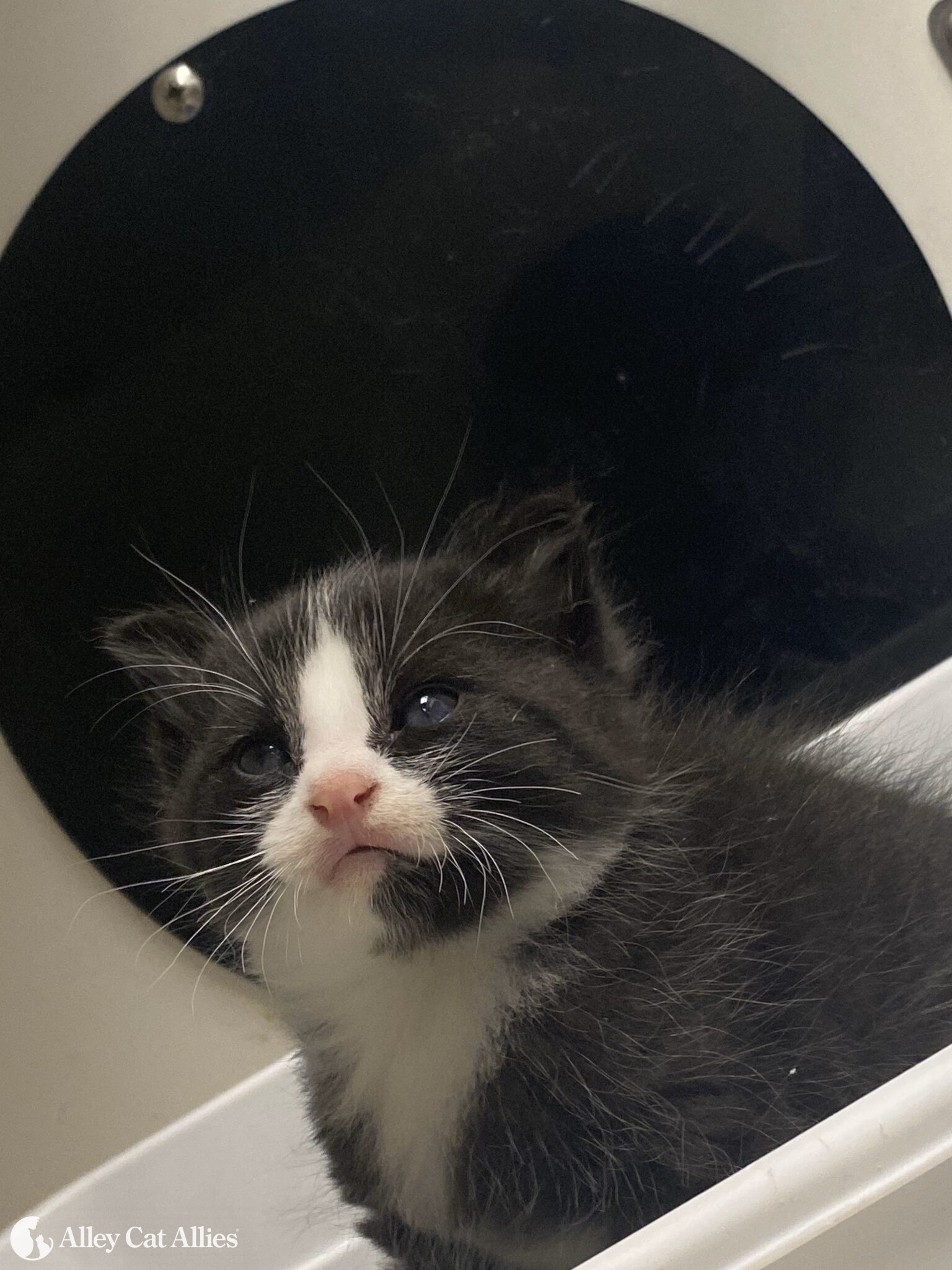 We’re Saving Cats’ Lives After Deadly Mississippi Tornadoes | Alley Cat ...