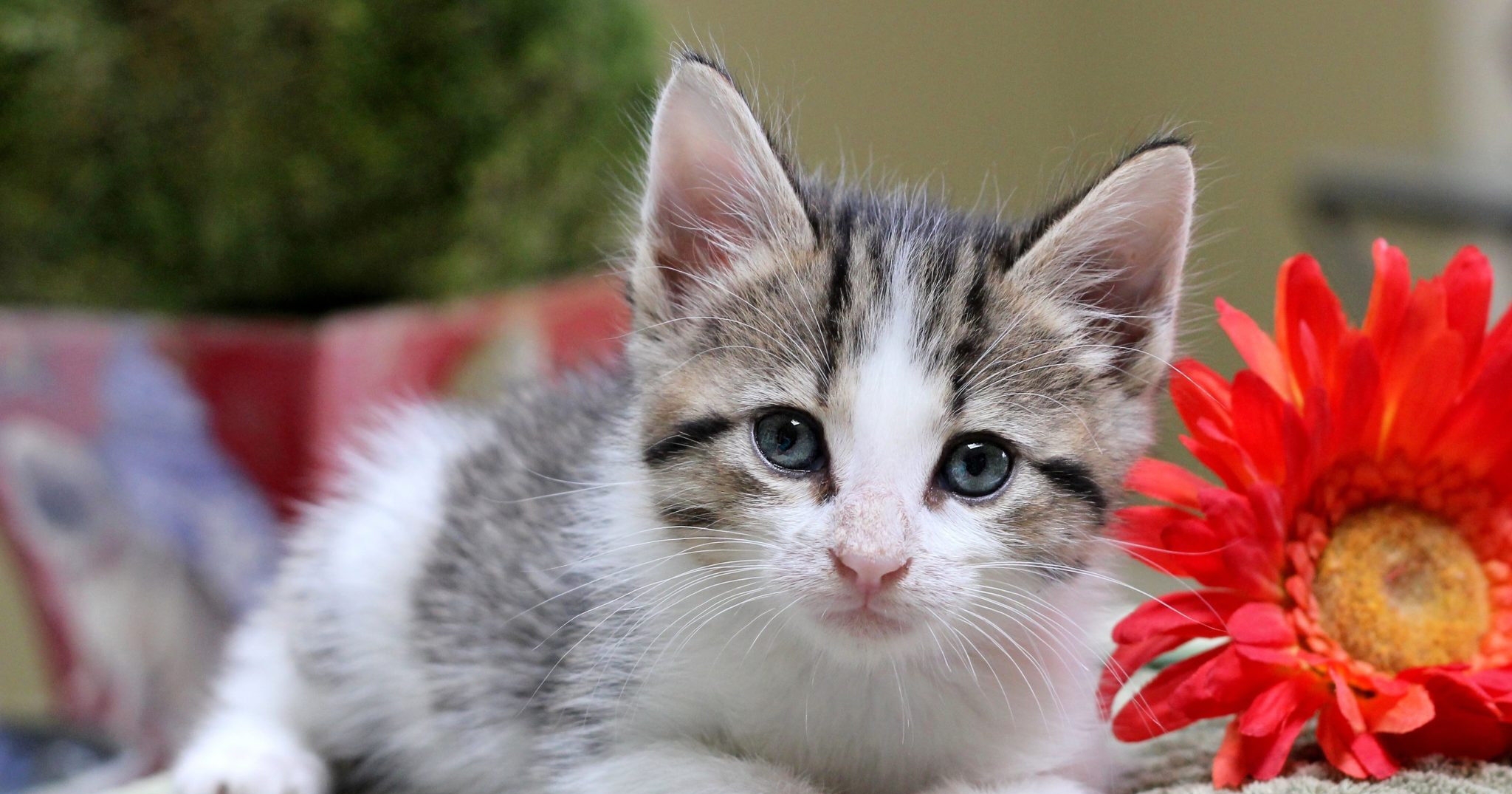 6 Ways to Help Kittens This Spring | Alley Cat Allies