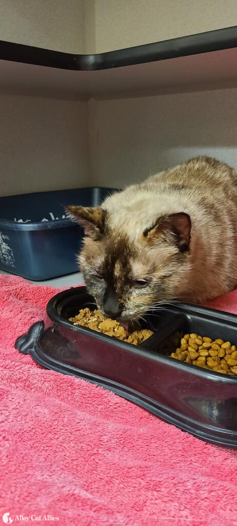 Alley Cat Allies Grant Provides Relief to Declawed Cats | Alley Cat Allies