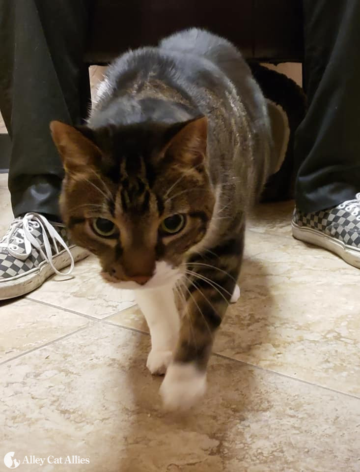 Alley Cat Allies Grant Provides Relief to Declawed Cats | Alley Cat Allies