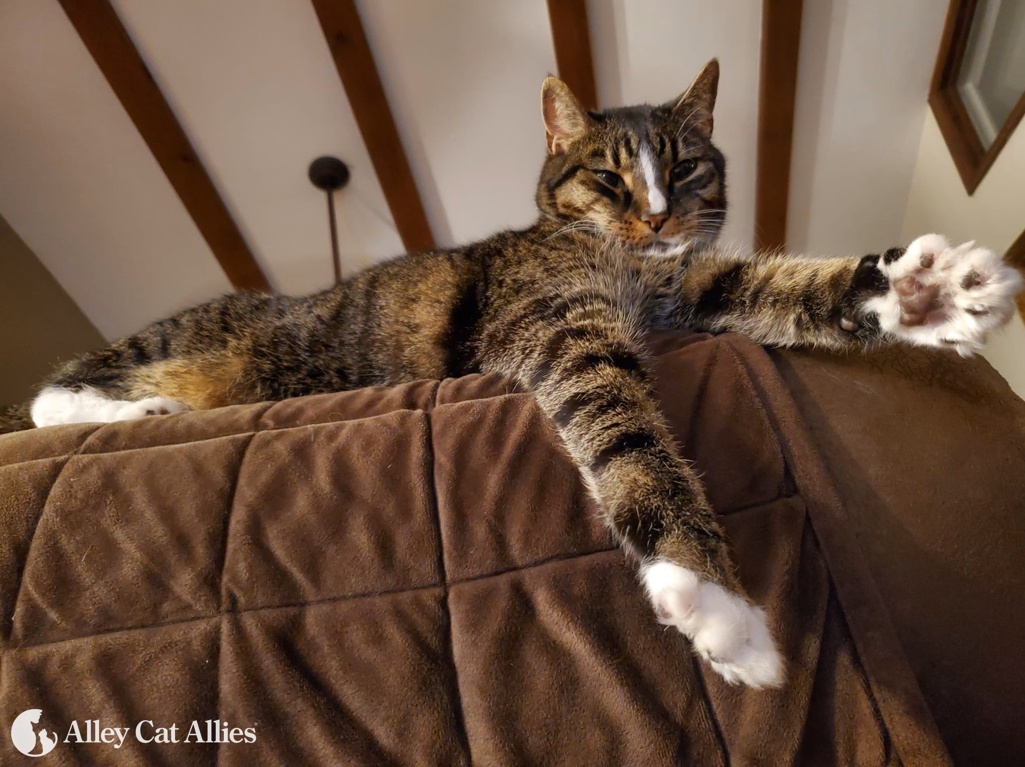 23 Ways We Worked for Cats in 2023