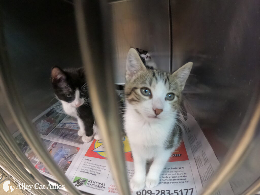 Alley Cat Allies Grant to Spay and Neuter 1,000 Cats This Summer in ...