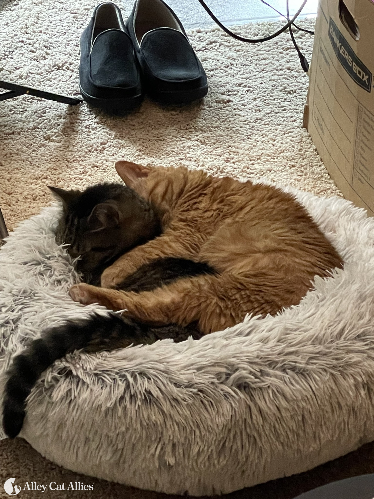 At 14, Morris is Finally Pain-Free After Years of Declawing ...