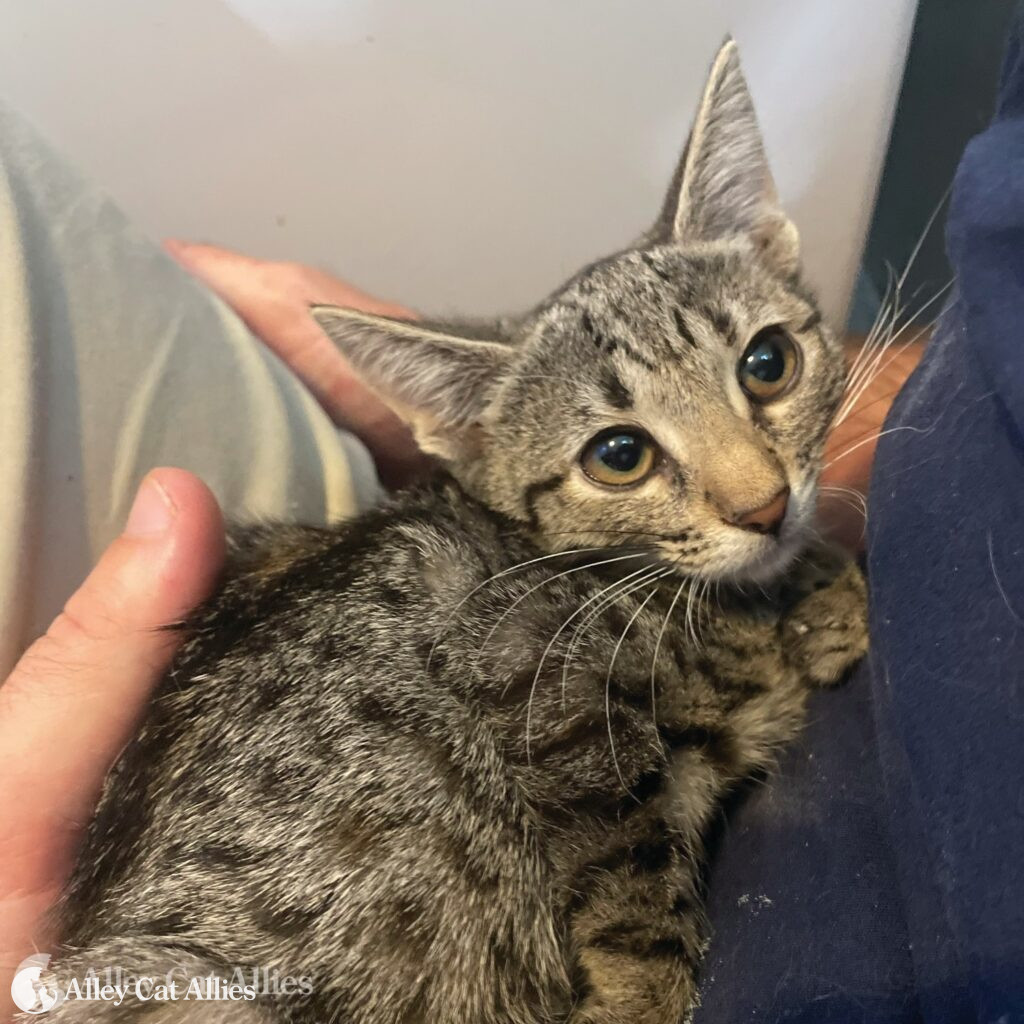 Lifesaving Surgery for Emporio, Supplies for Cats in Maui, and More ...