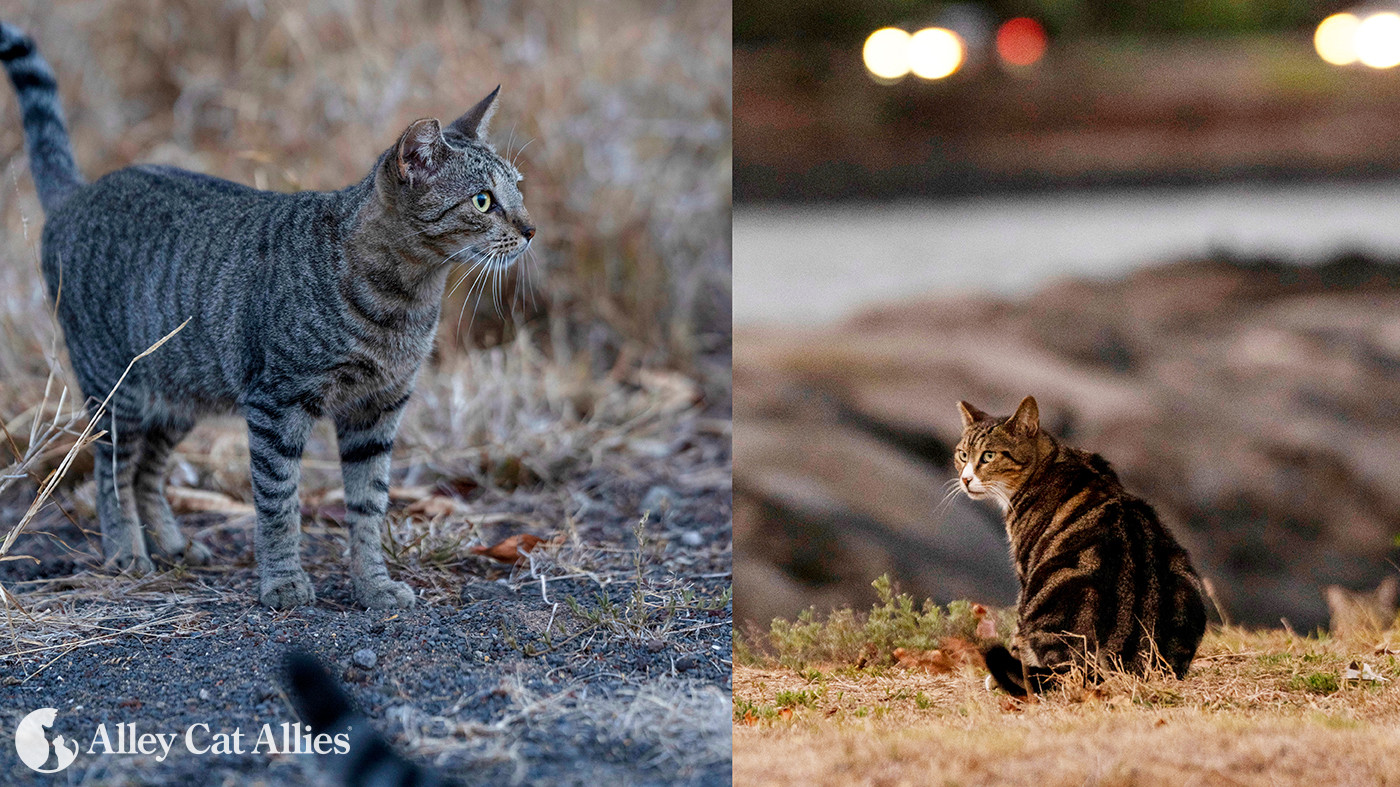 23 Ways We Worked for Cats in 2023