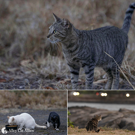 Your Update: Alley Cat Allies on the ground saving cats amid Maui fires ...
