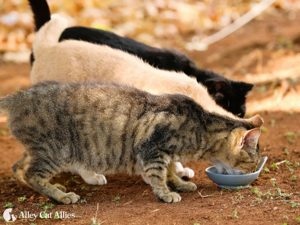 MAUI UPDATE: Emergency Surgery for Lucky and More Lifesaving Aid ...